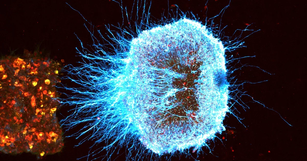 BSCRC-MCDB Light Microscopy Image and Video Contest | UCLA Medical School