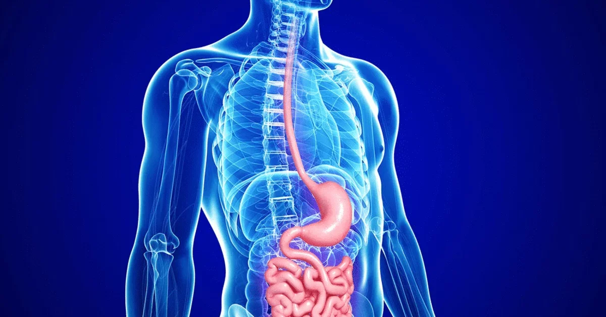 Gastroparesis Symptoms, Treatment, Causes | UCLA Medical School