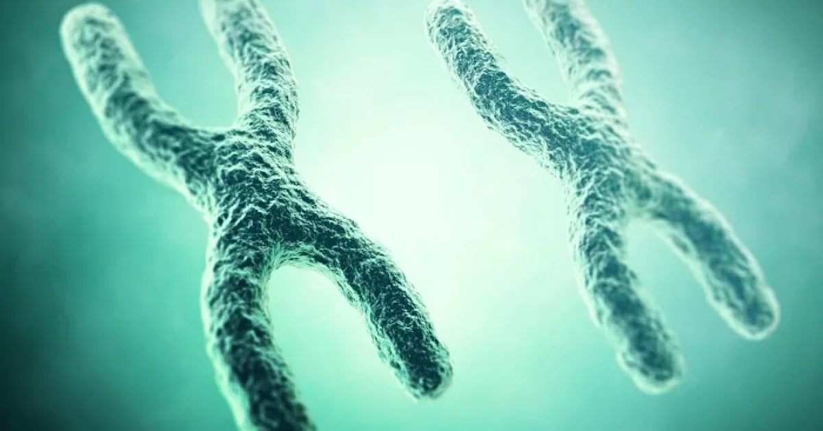 An Extra X Chromosome Linked Gene May Explain Decreased Viral Infection